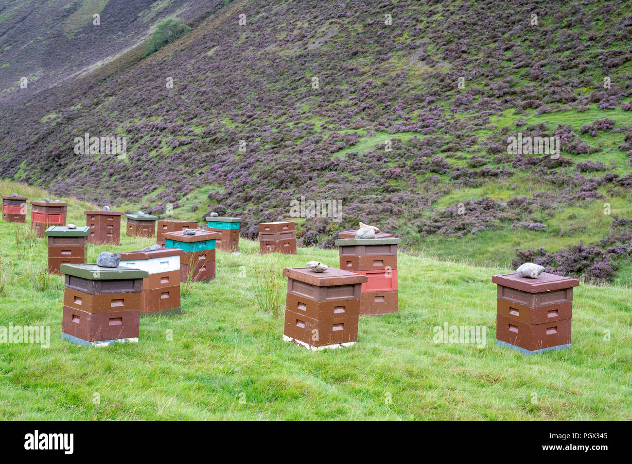 Beehives along the Mennock Pass, in the Lowther Hills, Dumfries and ...