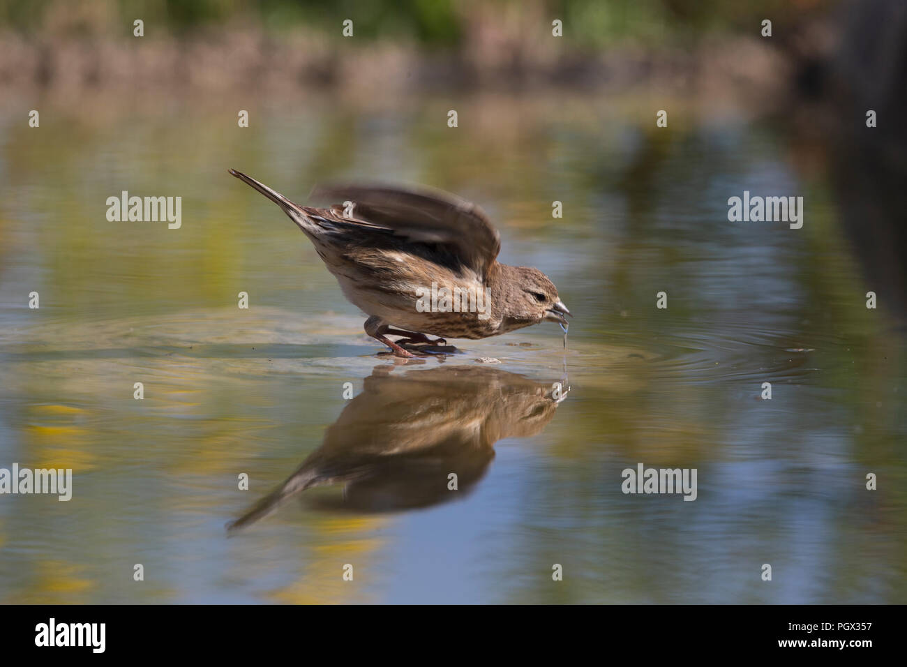Female linnet hi-res stock photography and images - Alamy
