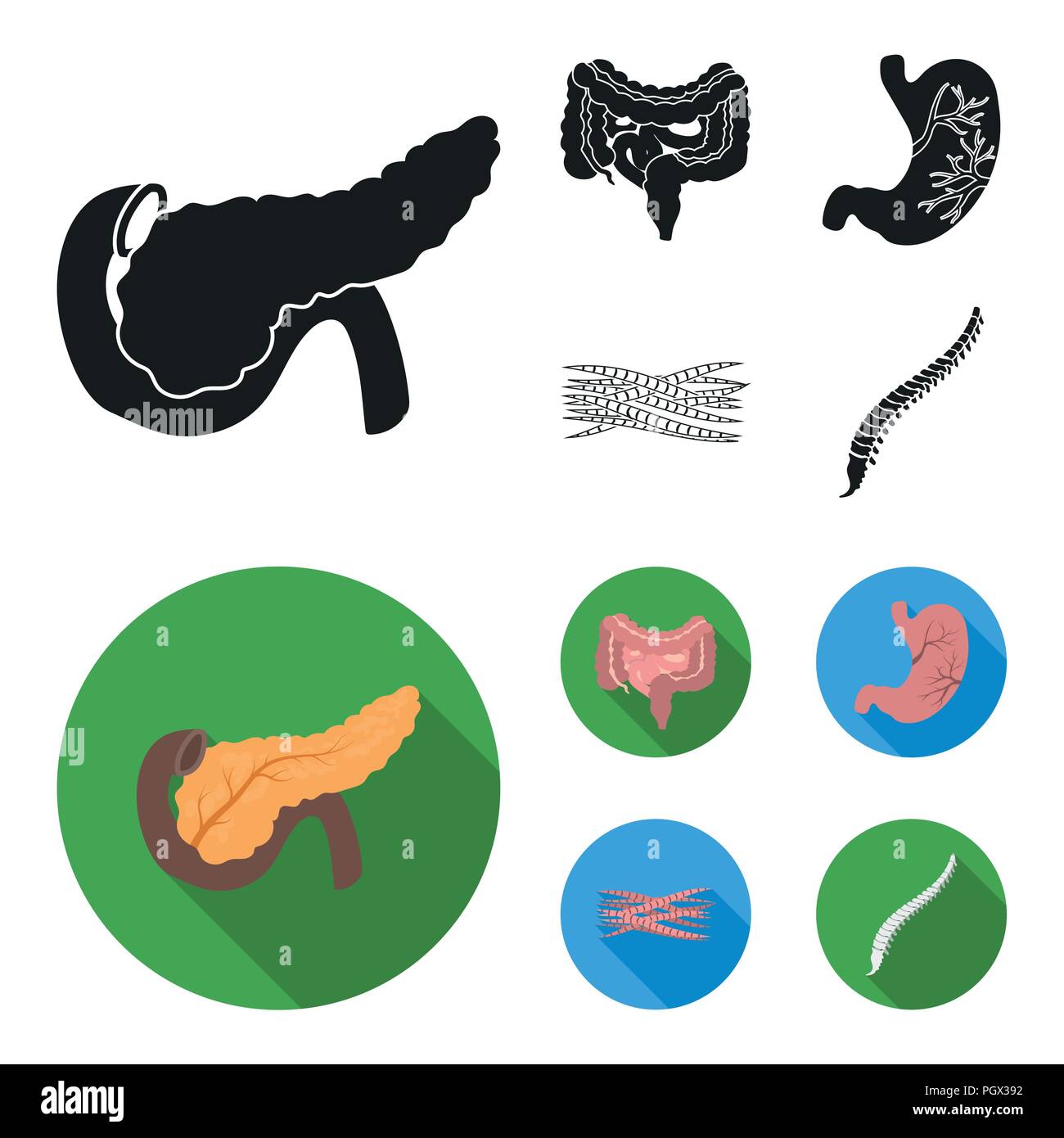 Intestines, stomach, muscles, spine. Organs set collection icons in ...