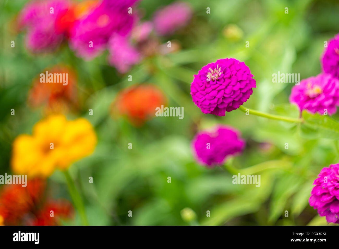 Zinnias blossom hi-res stock photography and images - Alamy