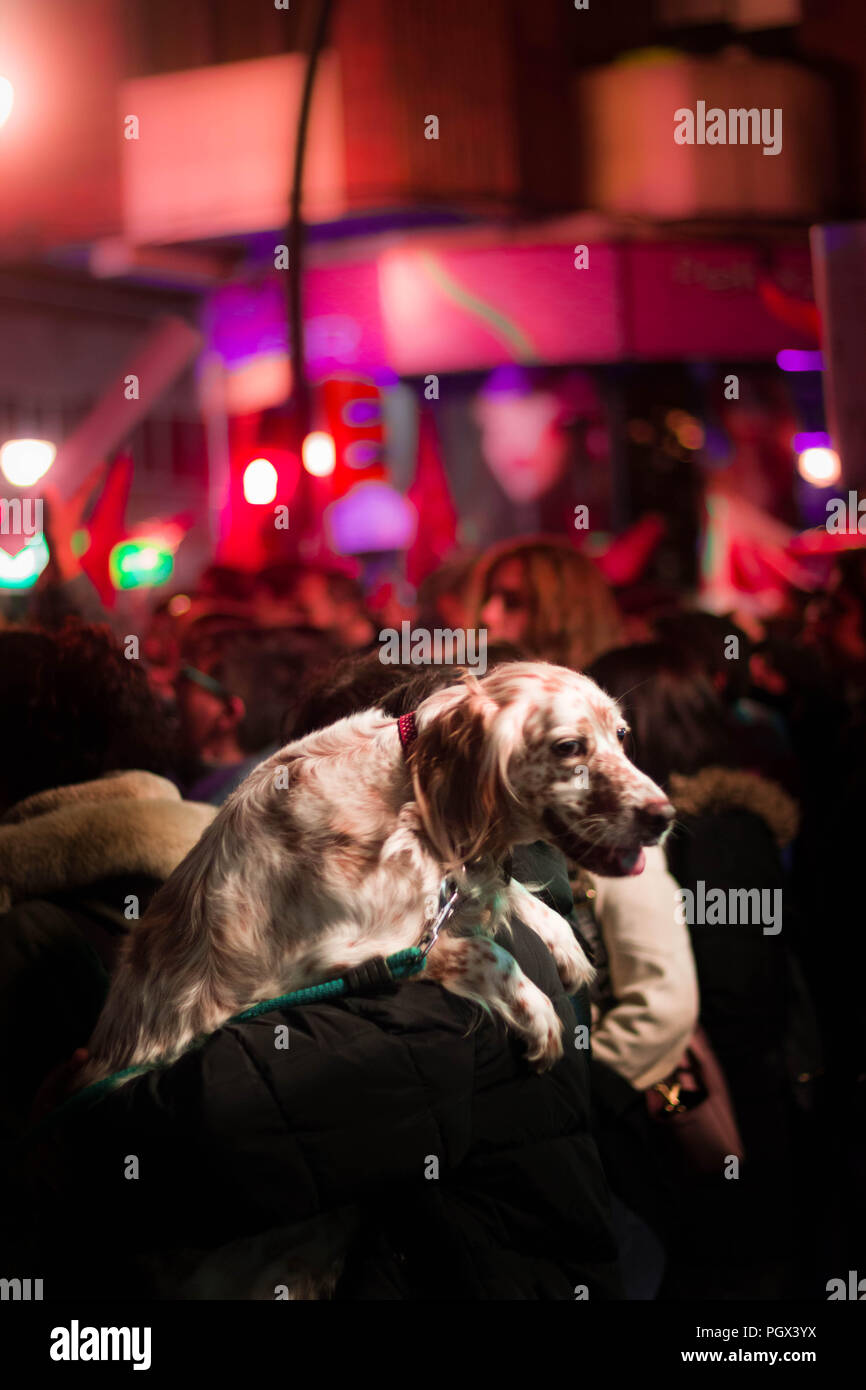 Dog on the shoulders of its owner int he middle of a crowd at night ...