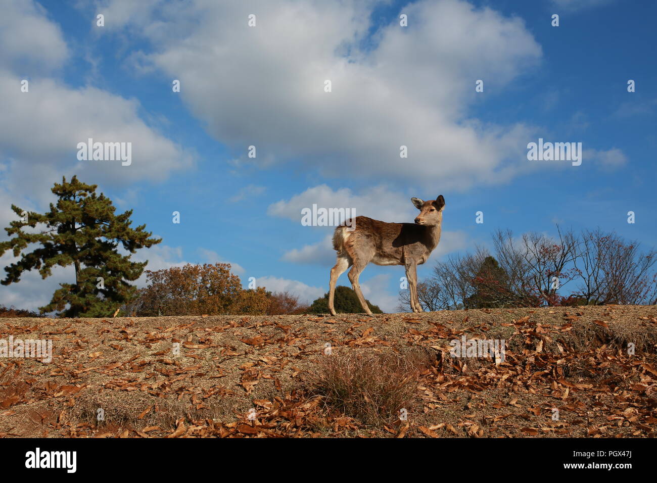 japanese sika deer in nara, Mount Wakakusa Stock Photo - Alamy