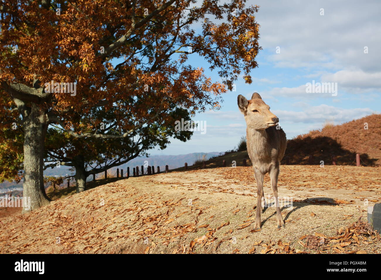 japanese sika deer in nara, Mount Wakakusa Stock Photo - Alamy