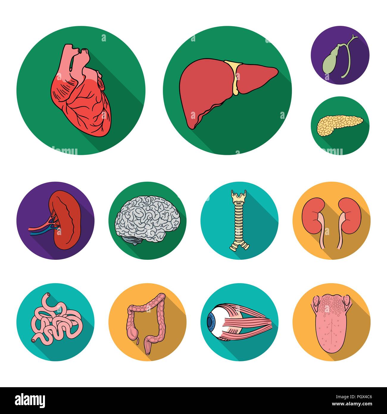 Human organs flat icons in set collection for design. Anatomy and ...