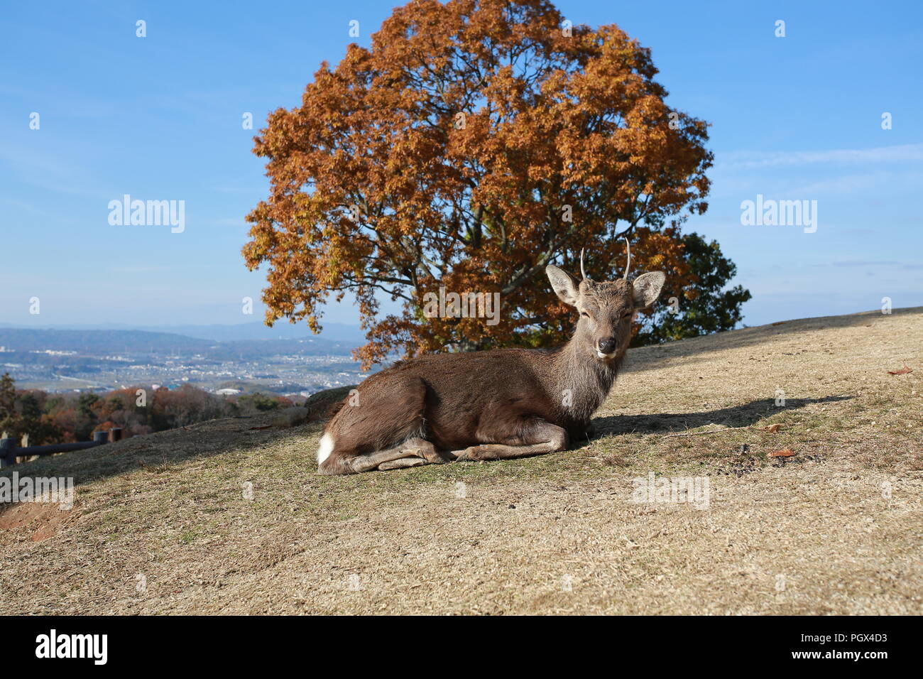 japanese sika deer in nara, Mount Wakakusa Stock Photo - Alamy