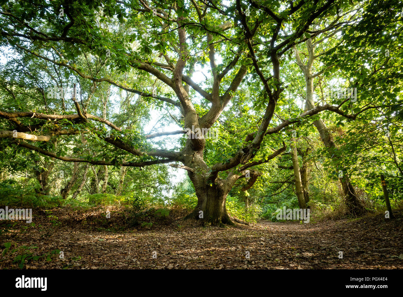Oak forest england hi-res stock photography and images - Alamy