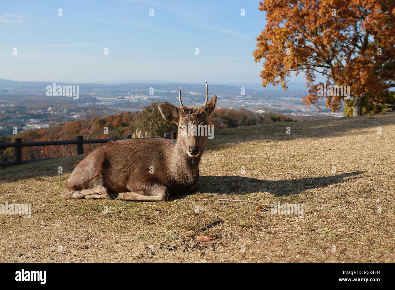 japanese sika deer in nara, Mount Wakakusa Stock Photo - Alamy
