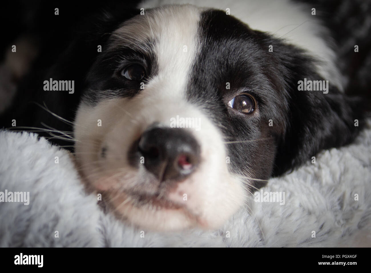 Spaniel cross puppy Stock Photo - Alamy