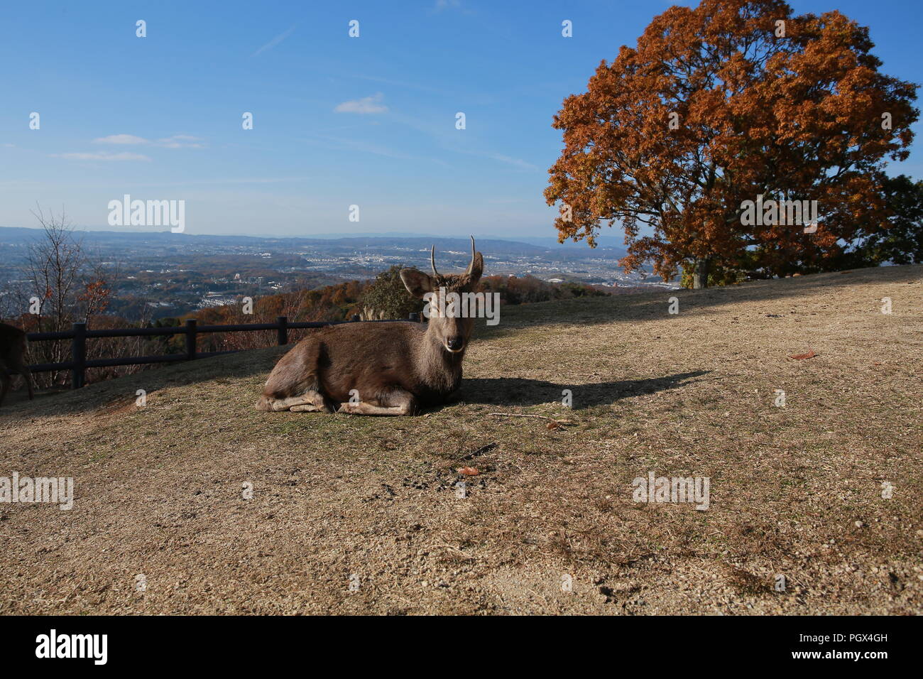 japanese sika deer in nara, Mount Wakakusa Stock Photo - Alamy