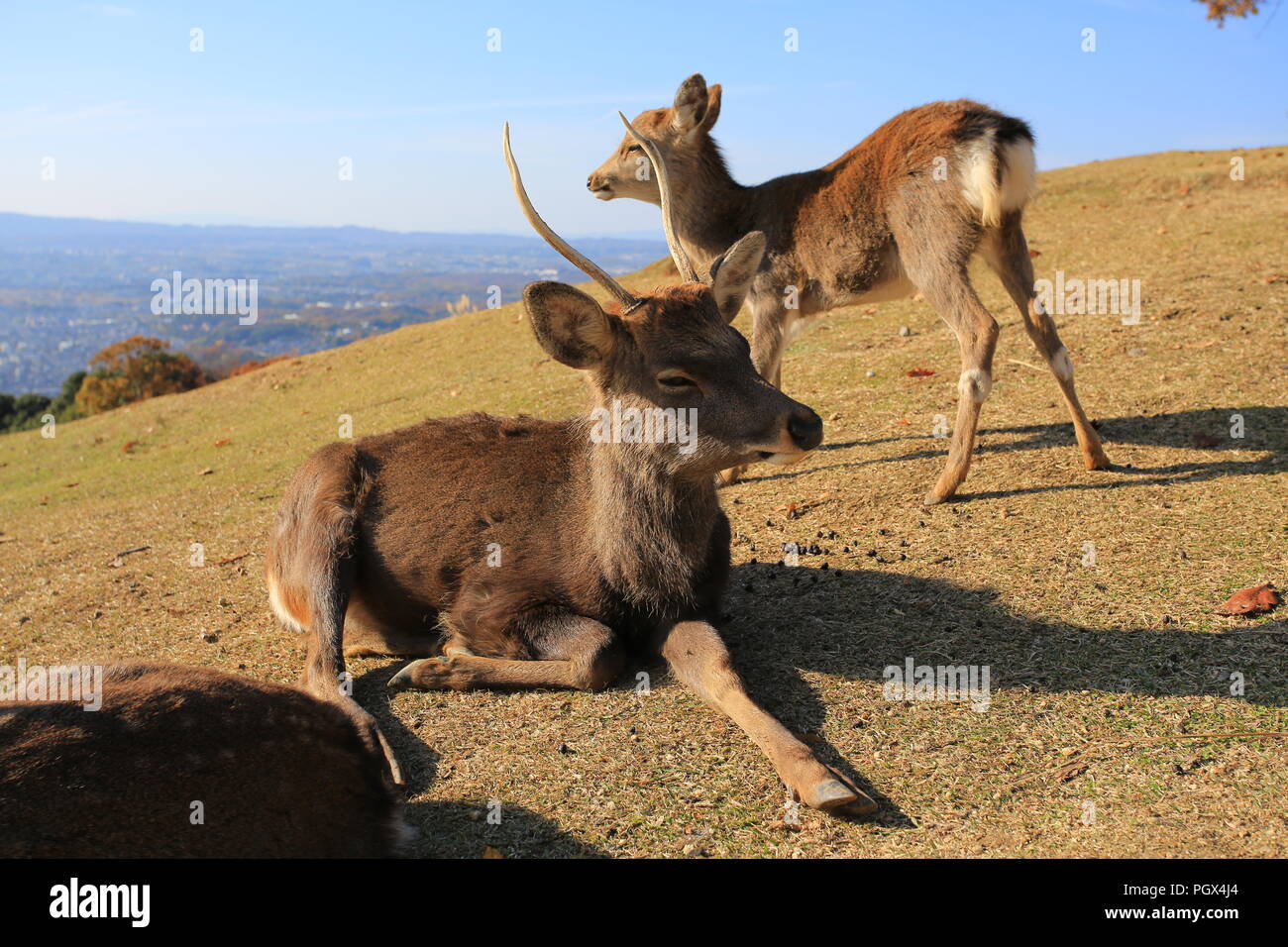 japanese sika deer in nara, Mount Wakakusa Stock Photo - Alamy