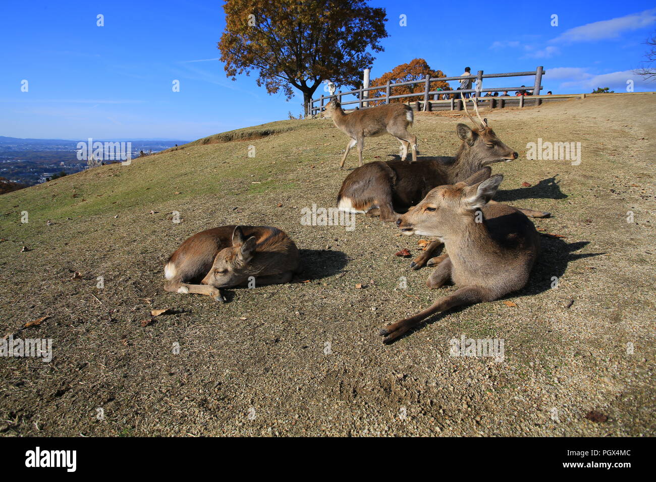 japanese sika deer in nara, Mount Wakakusa Stock Photo - Alamy