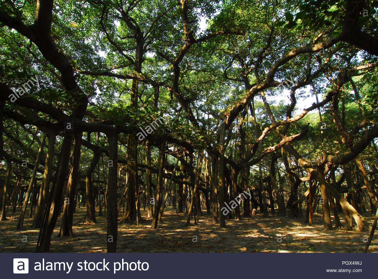 Banyan Tree Hanging Roots Stock Photos & Banyan Tree Hanging Roots ...