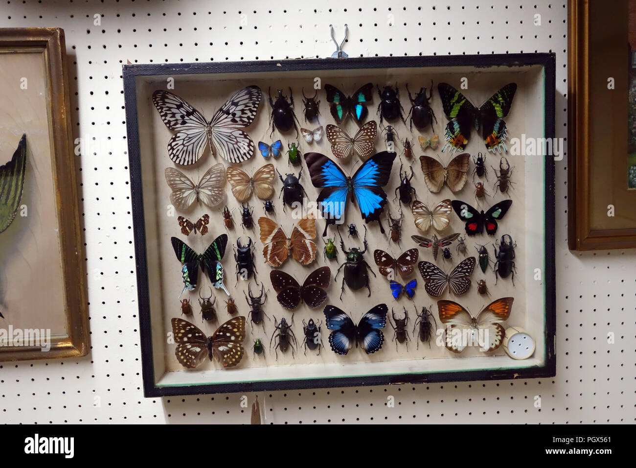 Butterfly collection display hi-res stock photography and images - Alamy