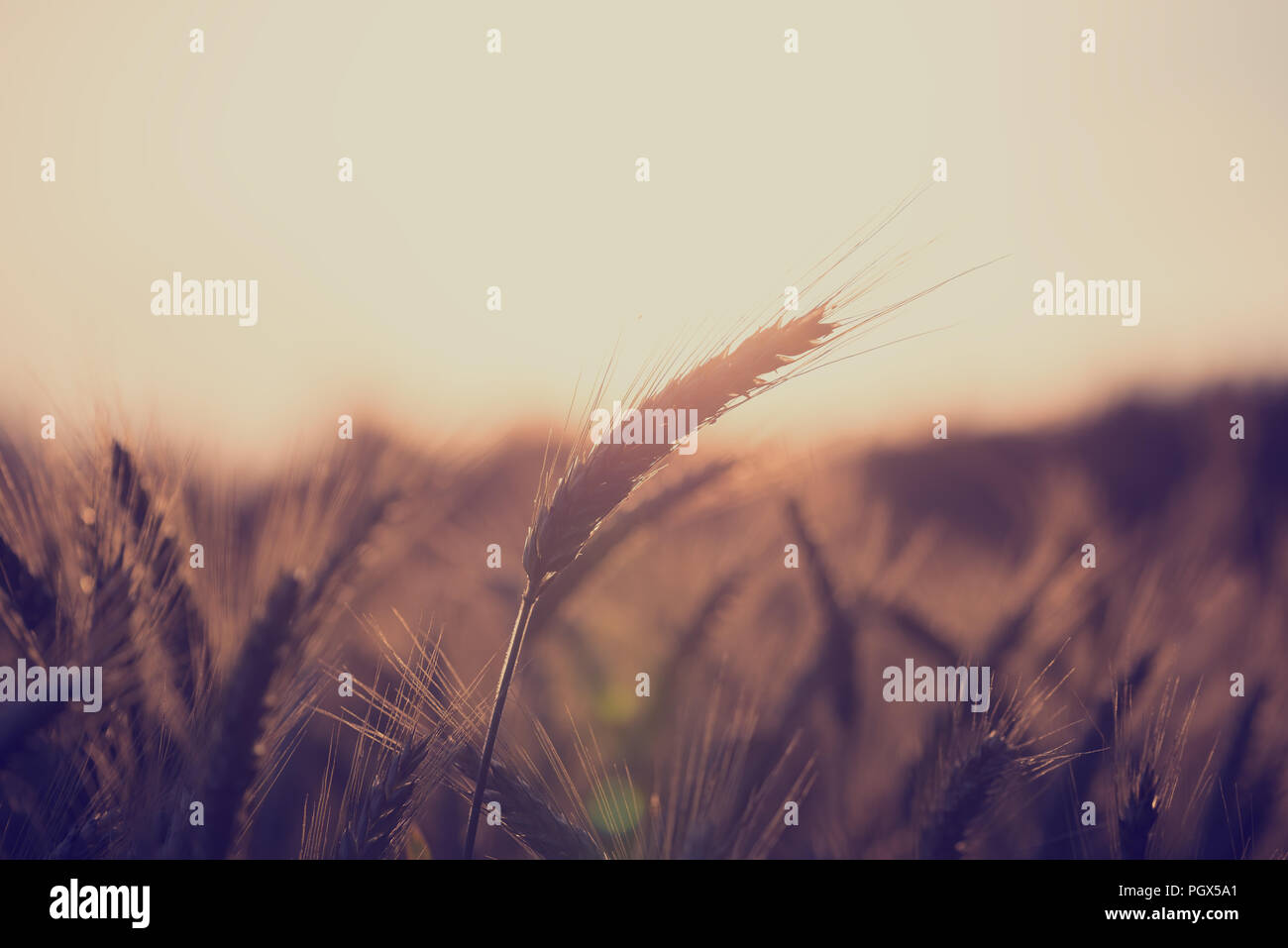 Retro vintage style image of a wheat field at sunrise with ears of ...