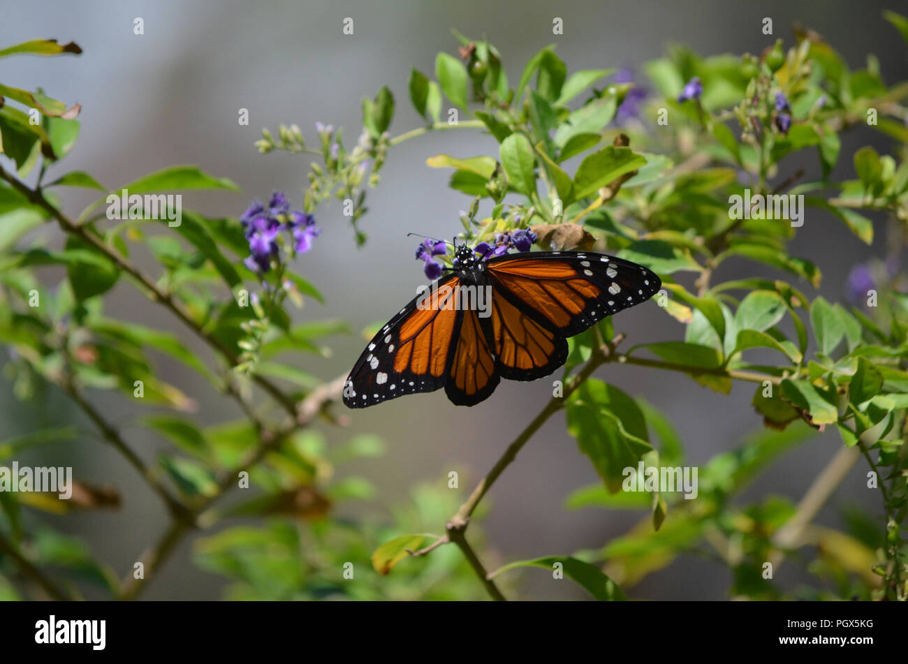 Precious Viceroy Butterfly Flying Around in Nature Stock Photo - Alamy