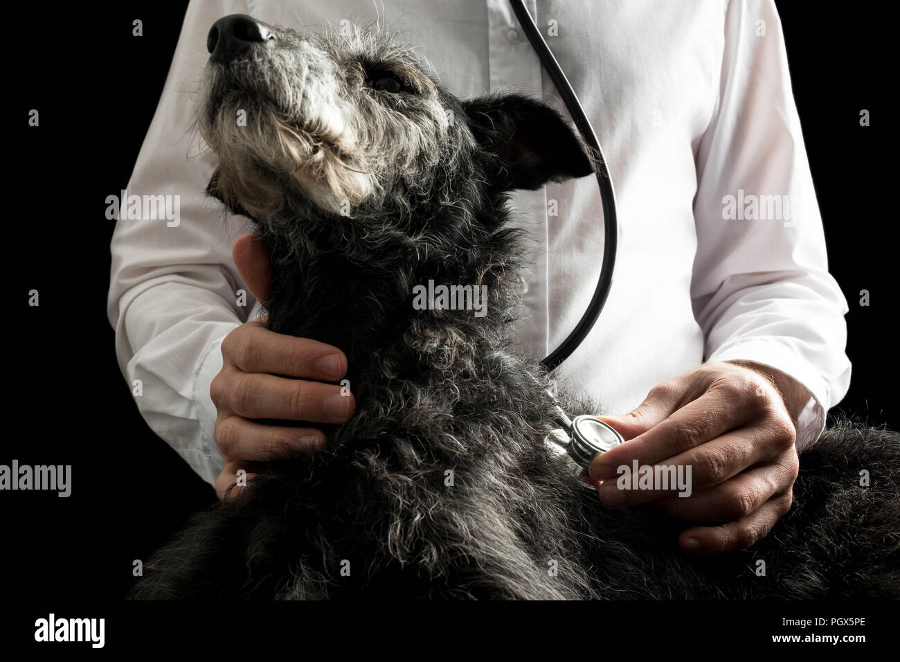 Vet examining a dog with a stethoscope listening to its heartbeat and ...