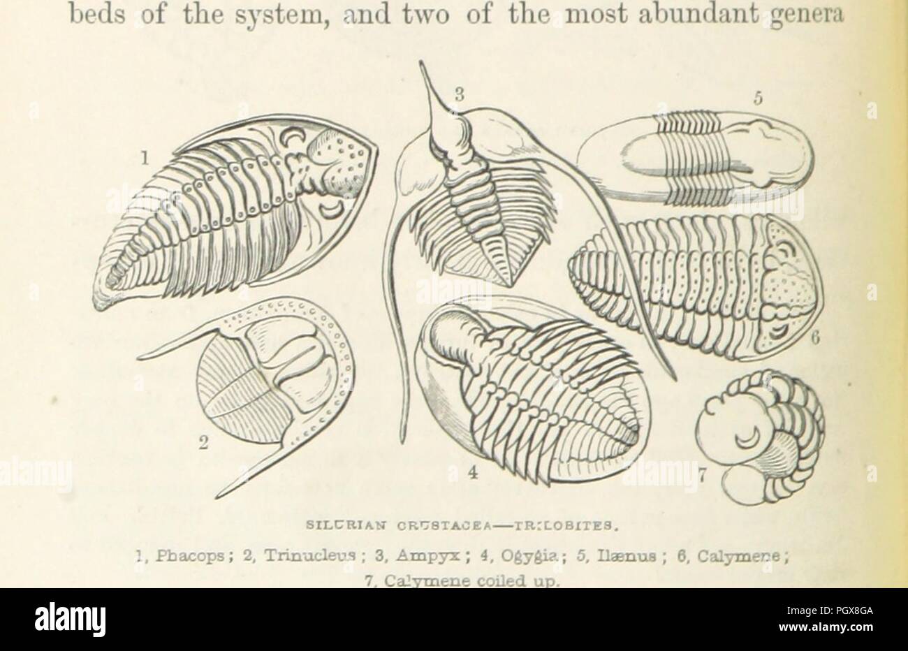 Image from page 96 of 'The Past and Present Life of the Globe; being a ...
