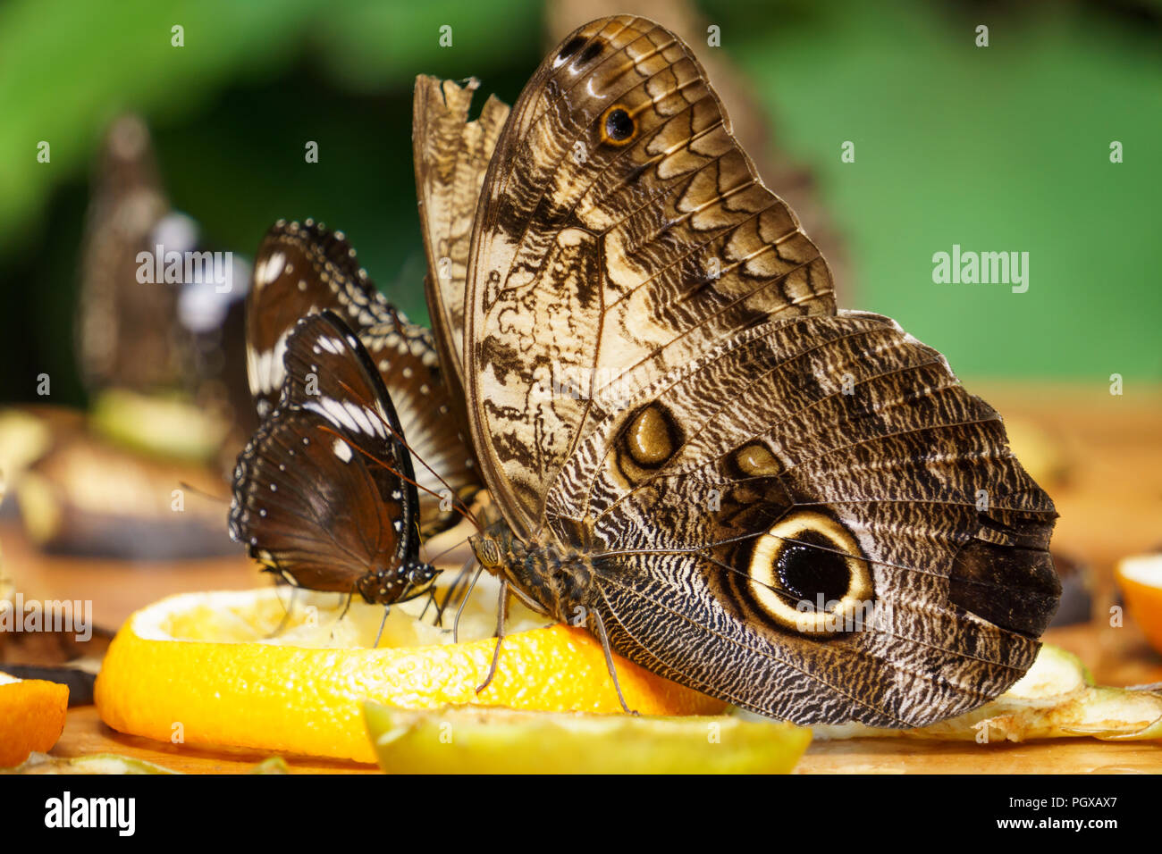 Owl butterfly caterpillar hi-res stock photography and images - Alamy