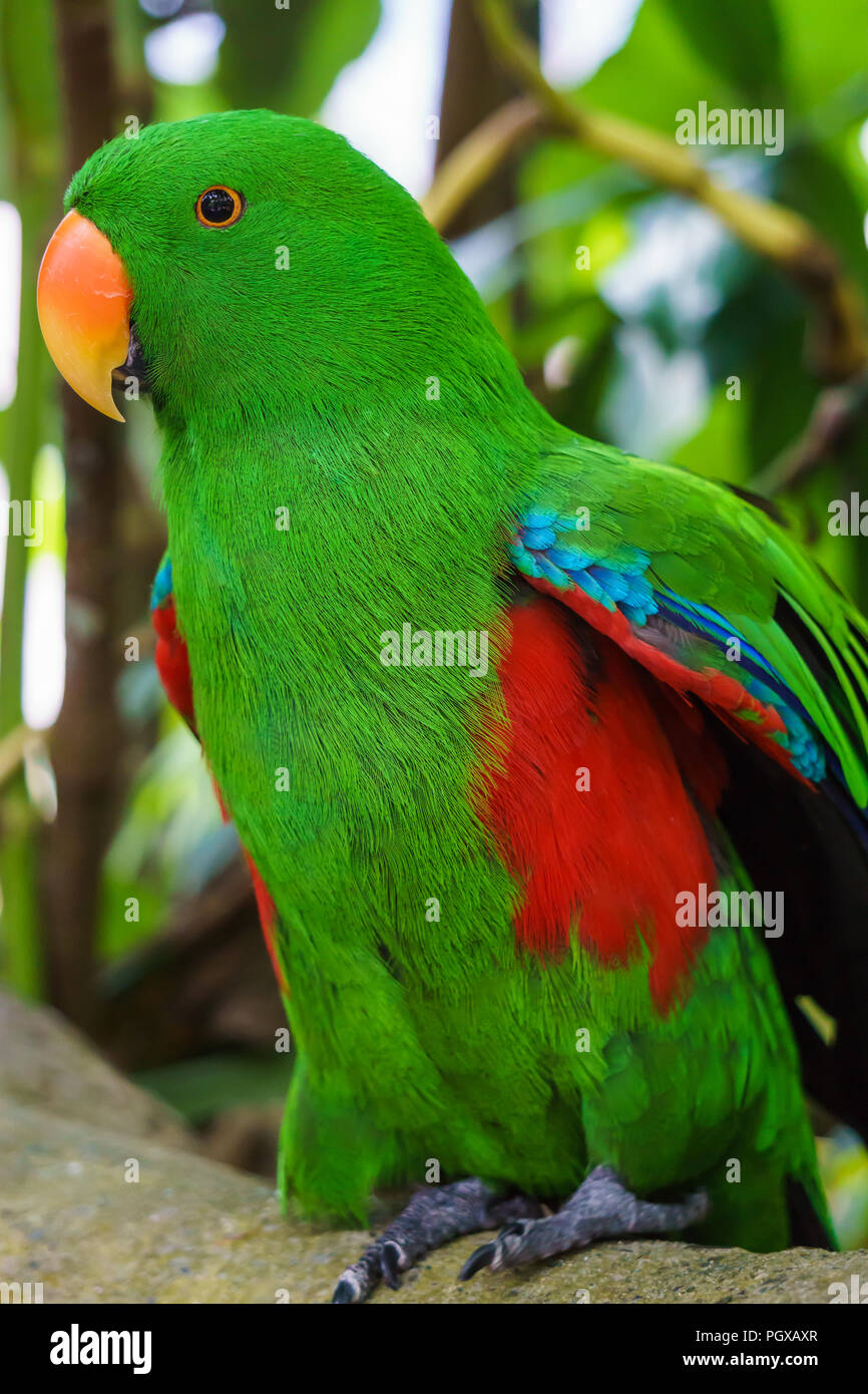 Eclectus male parrot with orange beak /Butterfly Gardens Tropical ...