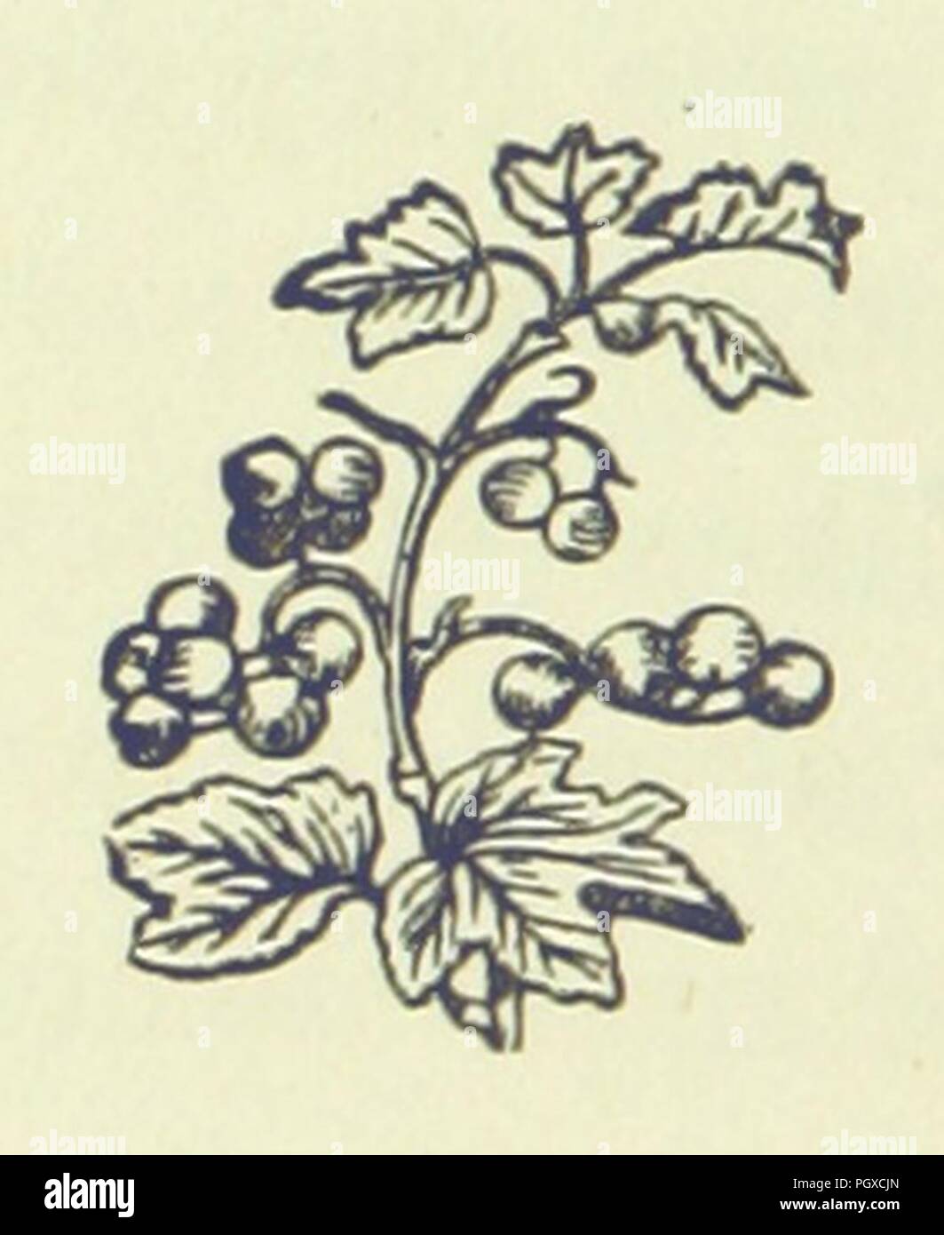 Image from page 158 of 'The Dark Colleen. A love story. By the author ...
