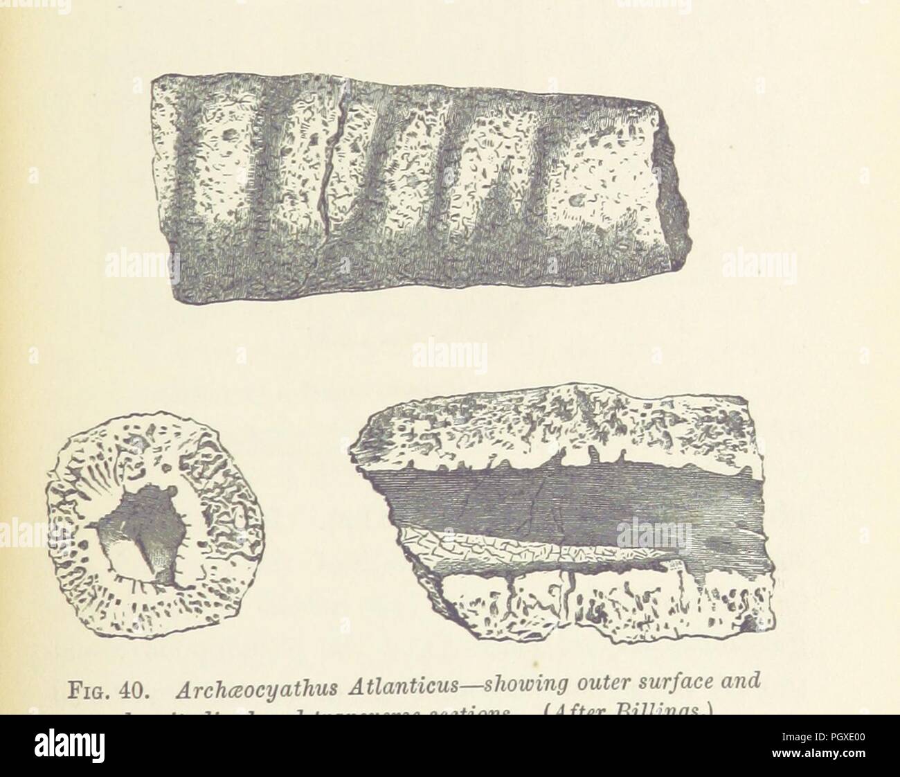 Image from page 183 of 'Life's Dawn on Earth being the history of the ...