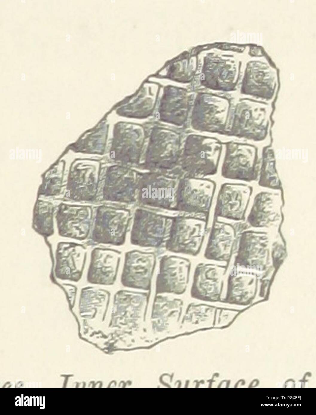 Image from page 193 of 'Life's Dawn on Earth being the history of the ...