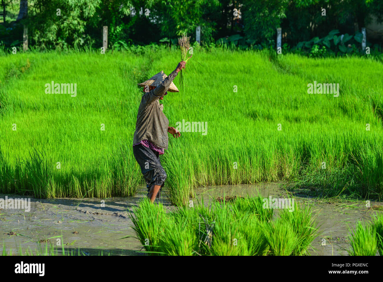 Farmers working on rice field in Can Tho, Vietnam. Rice production in ...