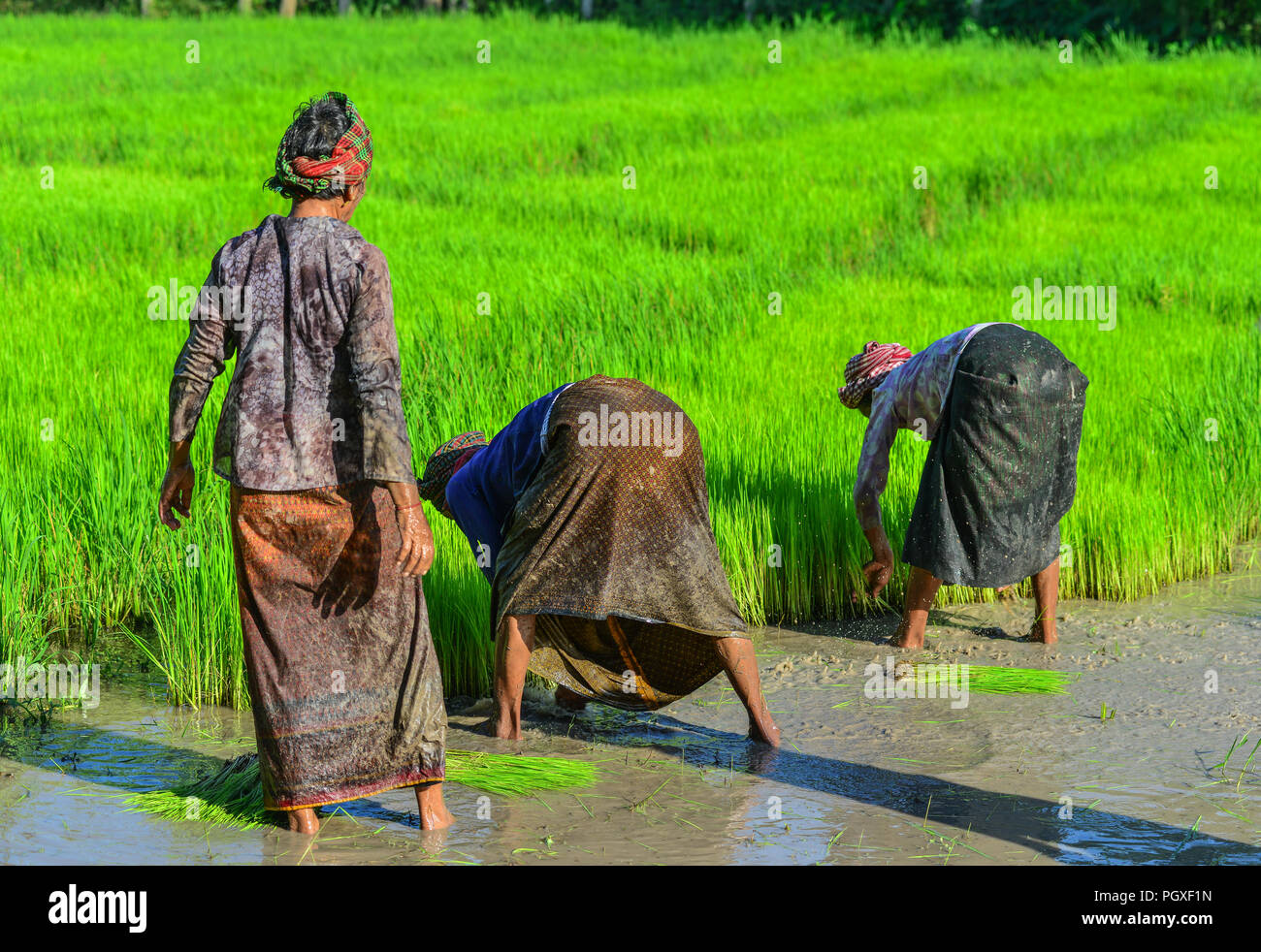 Farmers working on rice field in Can Tho, Vietnam. Rice production in ...