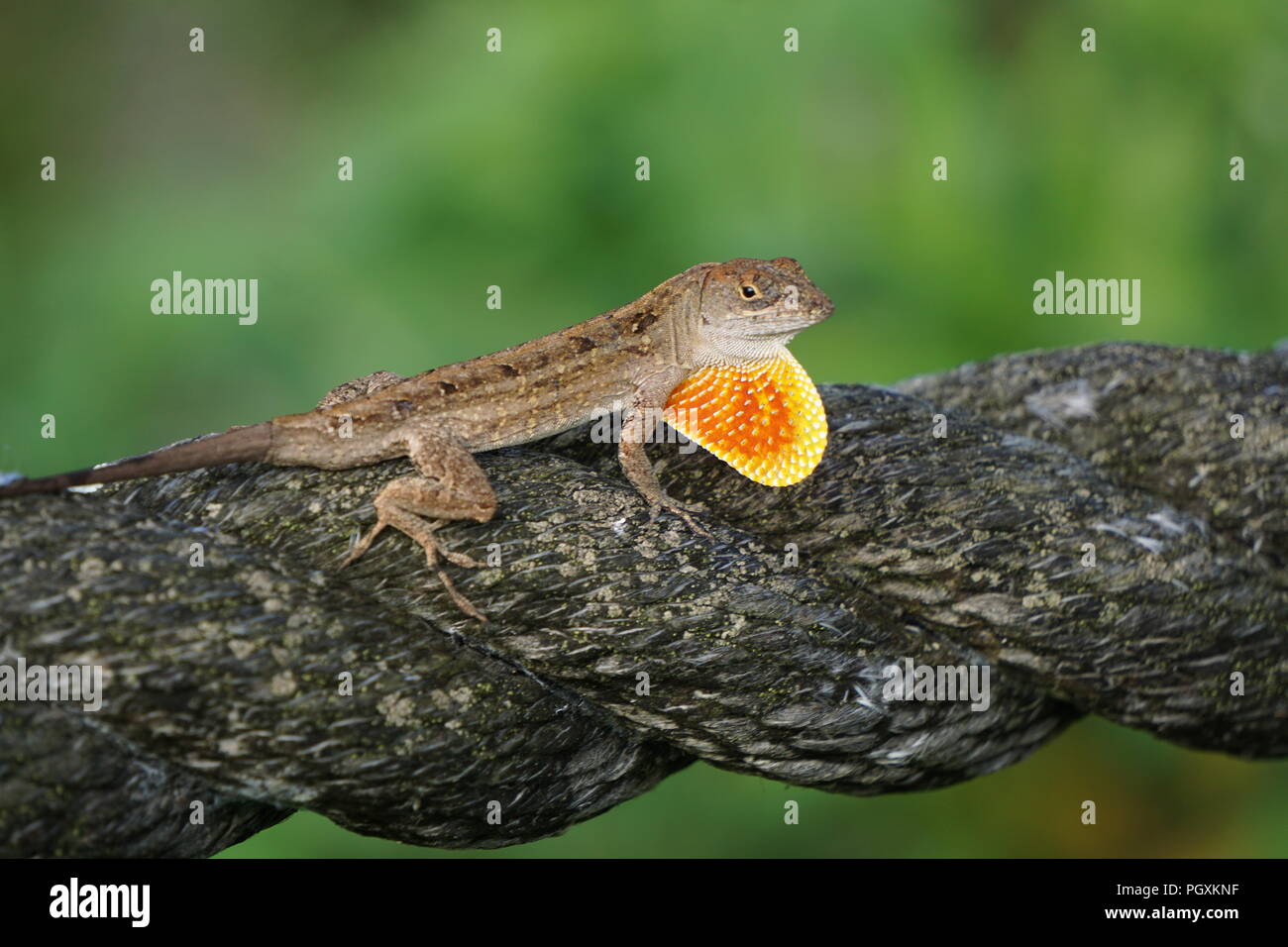Green Anole Lizards - Florida Living Stock Photo - Alamy