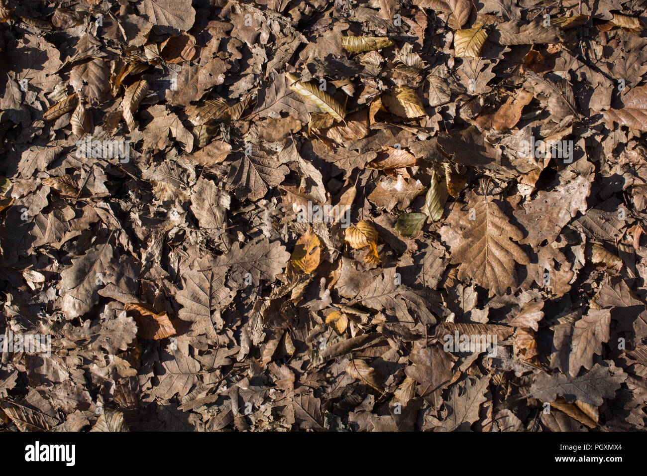Texture background of autumn season with leaves Stock Photo - Alamy