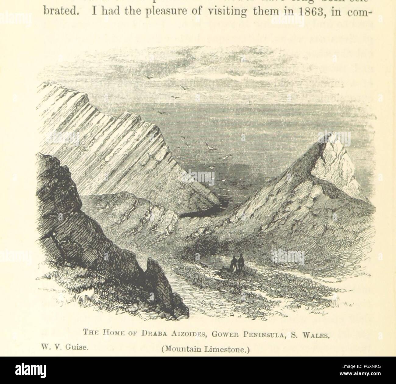 Image from page 372 of 'Records of the Rocks; or notes on the geology ...