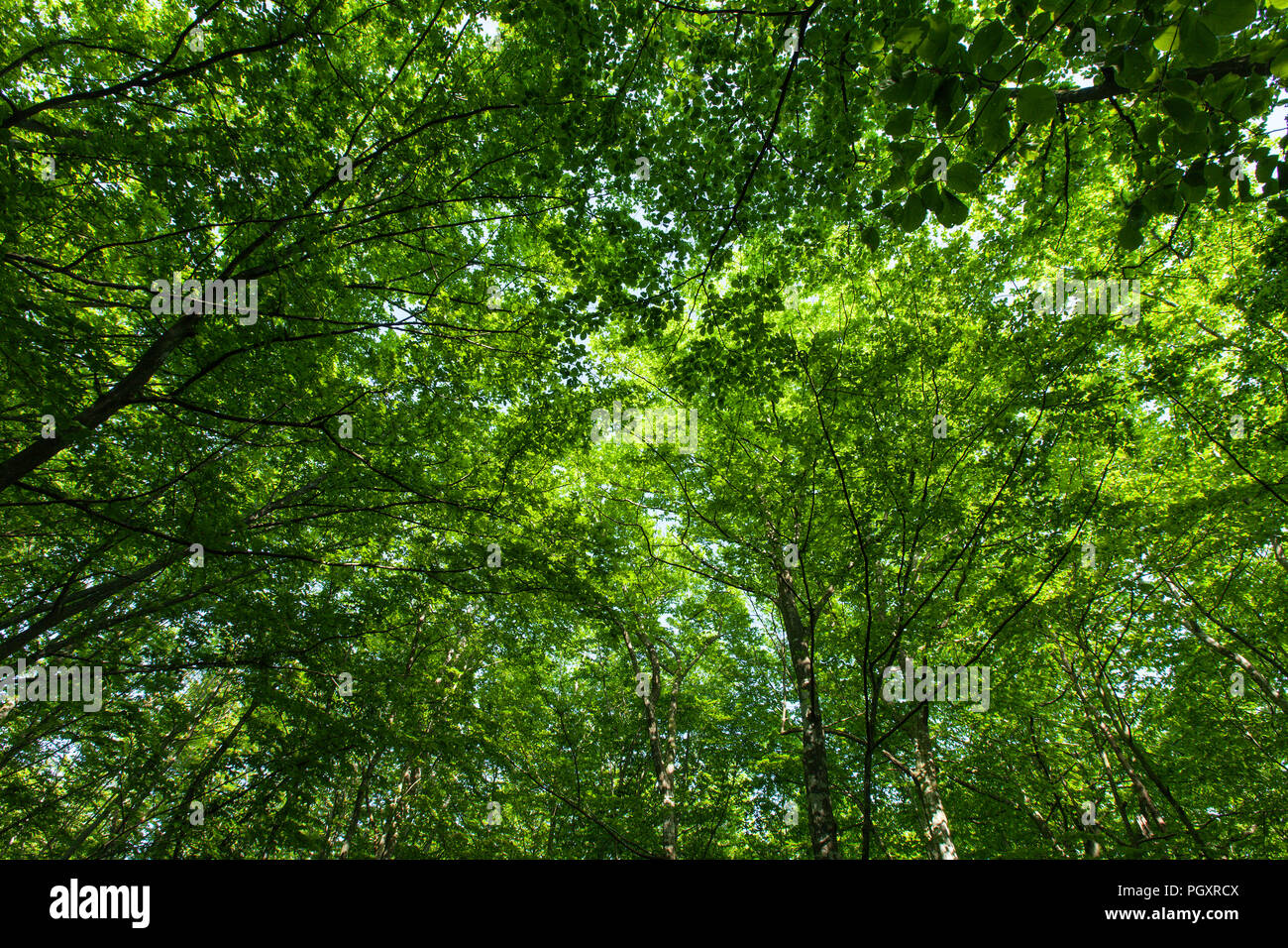 Green foliage this sides the sky. Beech wood in spring Stock Photo - Alamy