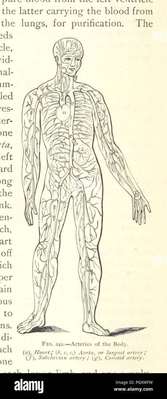 Image from page 572 of 'Man, embracing his origin, ... civilization ...