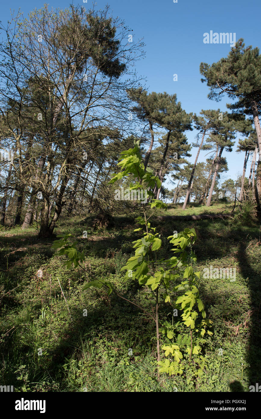 Perone italy hi-res stock photography and images - Alamy