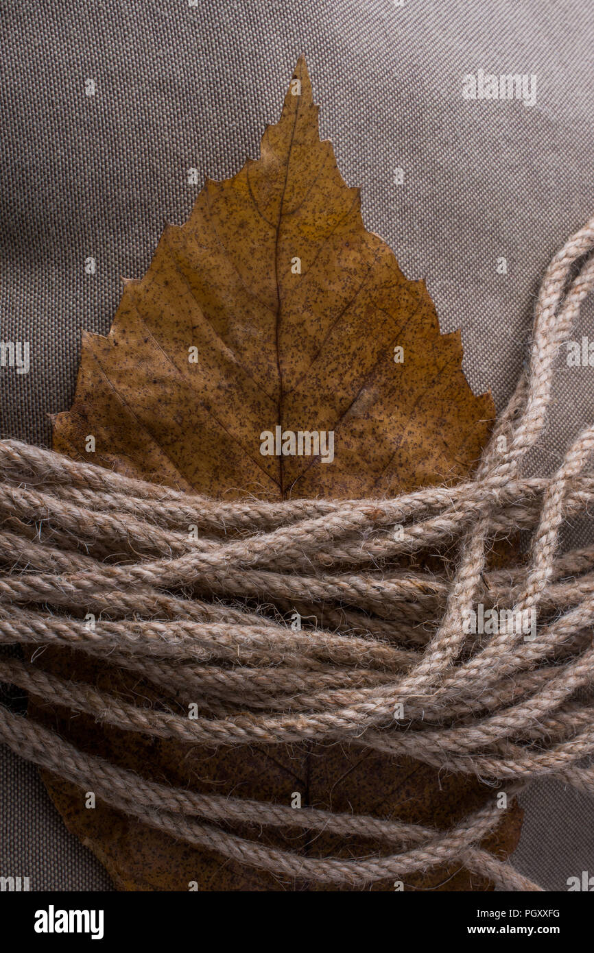Rope and a dry leaf as an autumn background Stock Photo - Alamy
