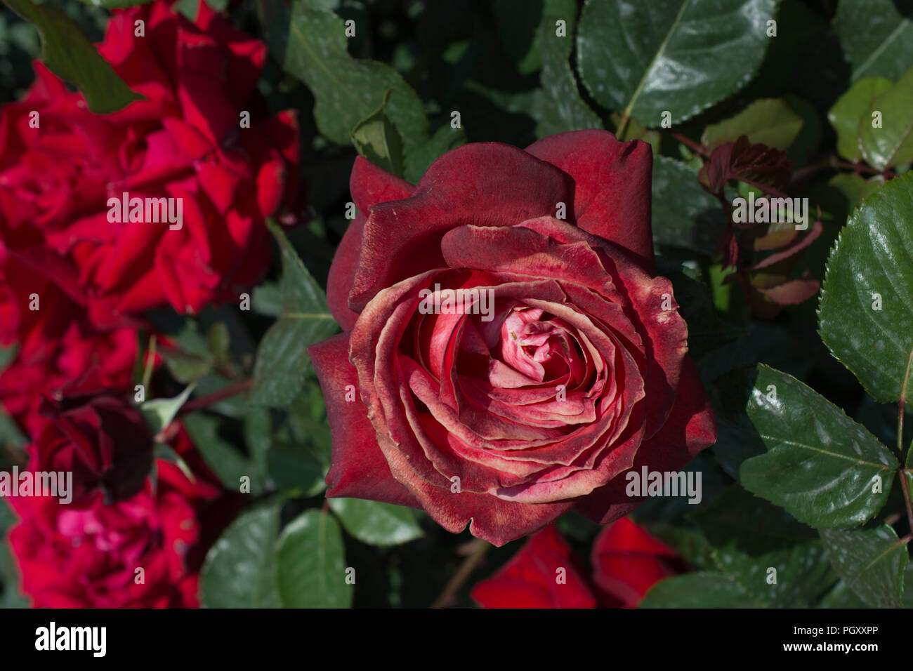 Blooming beautiful colorful roses in the garden background Stock Photo ...