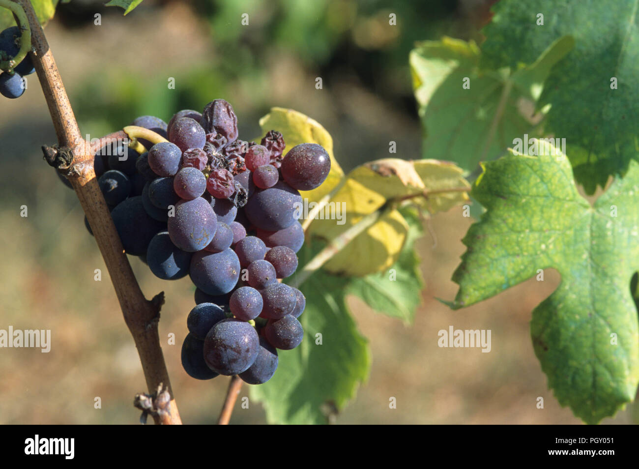 Black grape of Elba Wine Stock Photo - Alamy