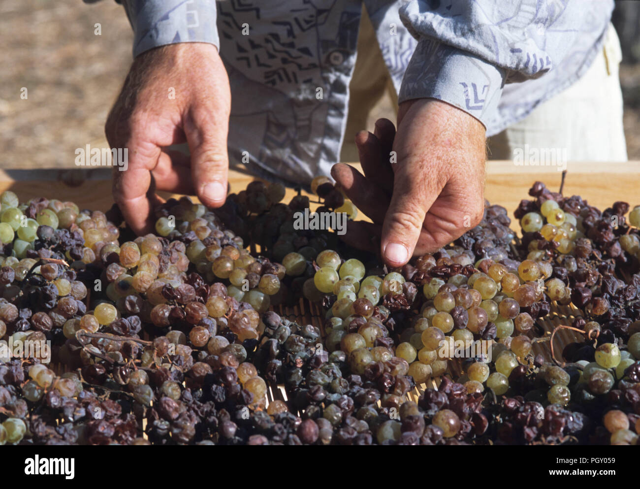 Aleatico grapes hi-res stock photography and images - Alamy