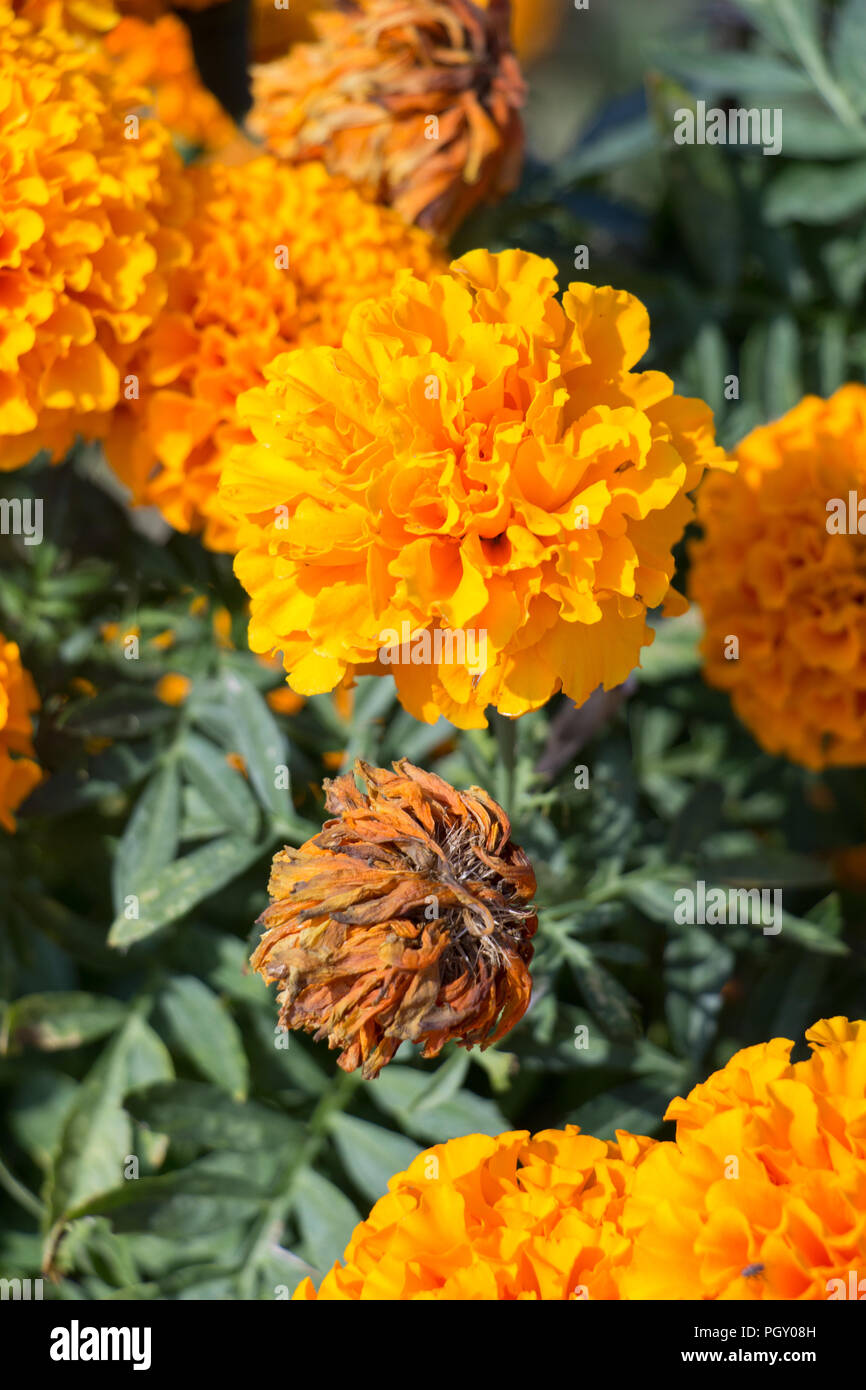 Blooming beautiful colorful fresh natural flowers in view Stock Photo ...