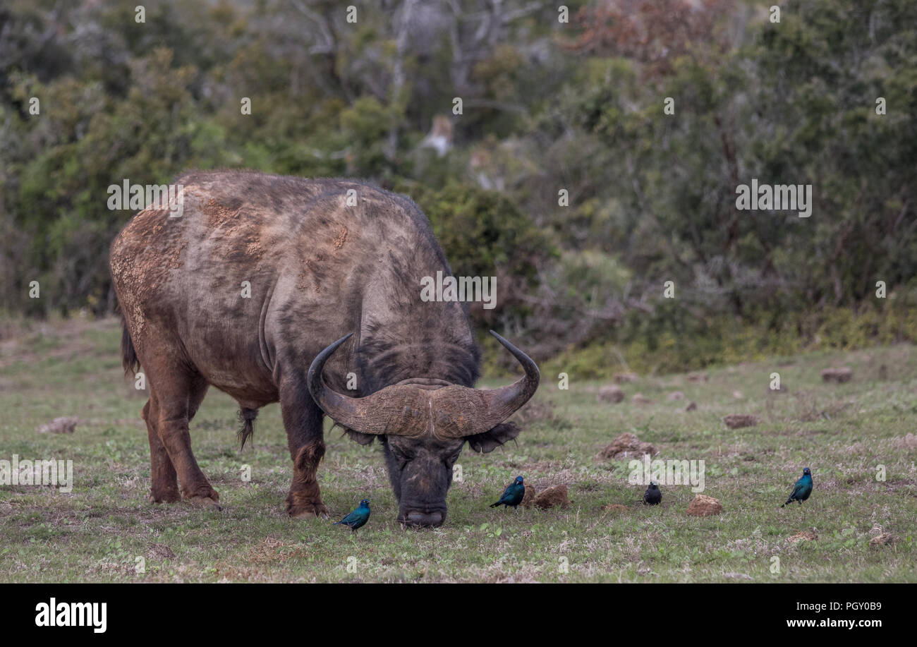Cape buffalo and four glossy starlings interact in the Addo Elephant ...