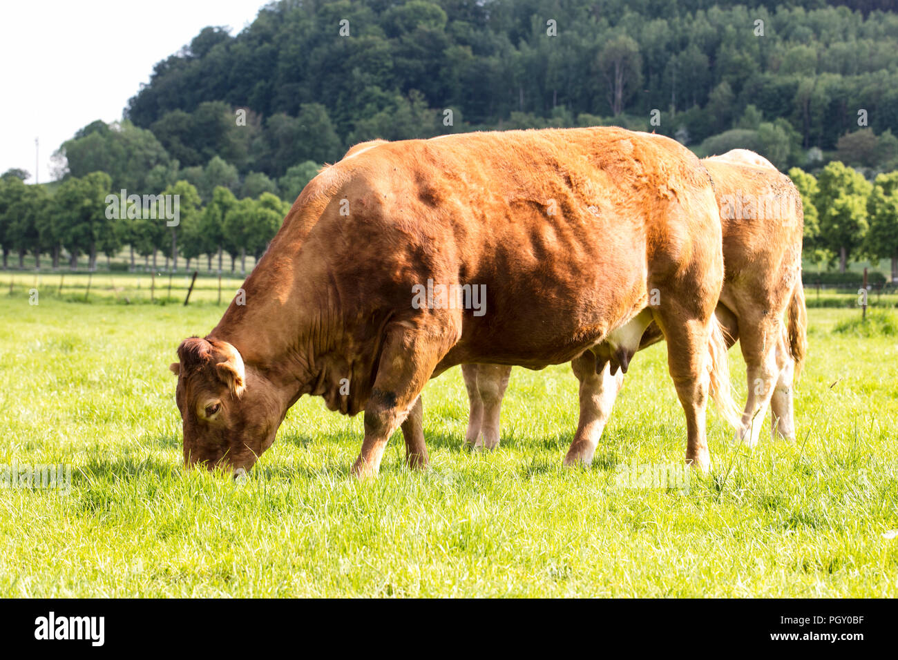 Red angus cows on pasture High Resolution Stock Photography and Images ...
