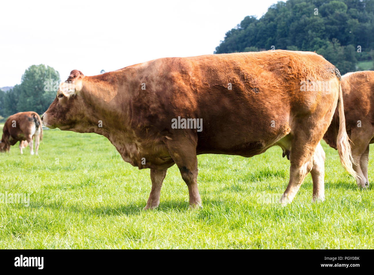 red cows on a grassy pasture Stock Photo - Alamy
