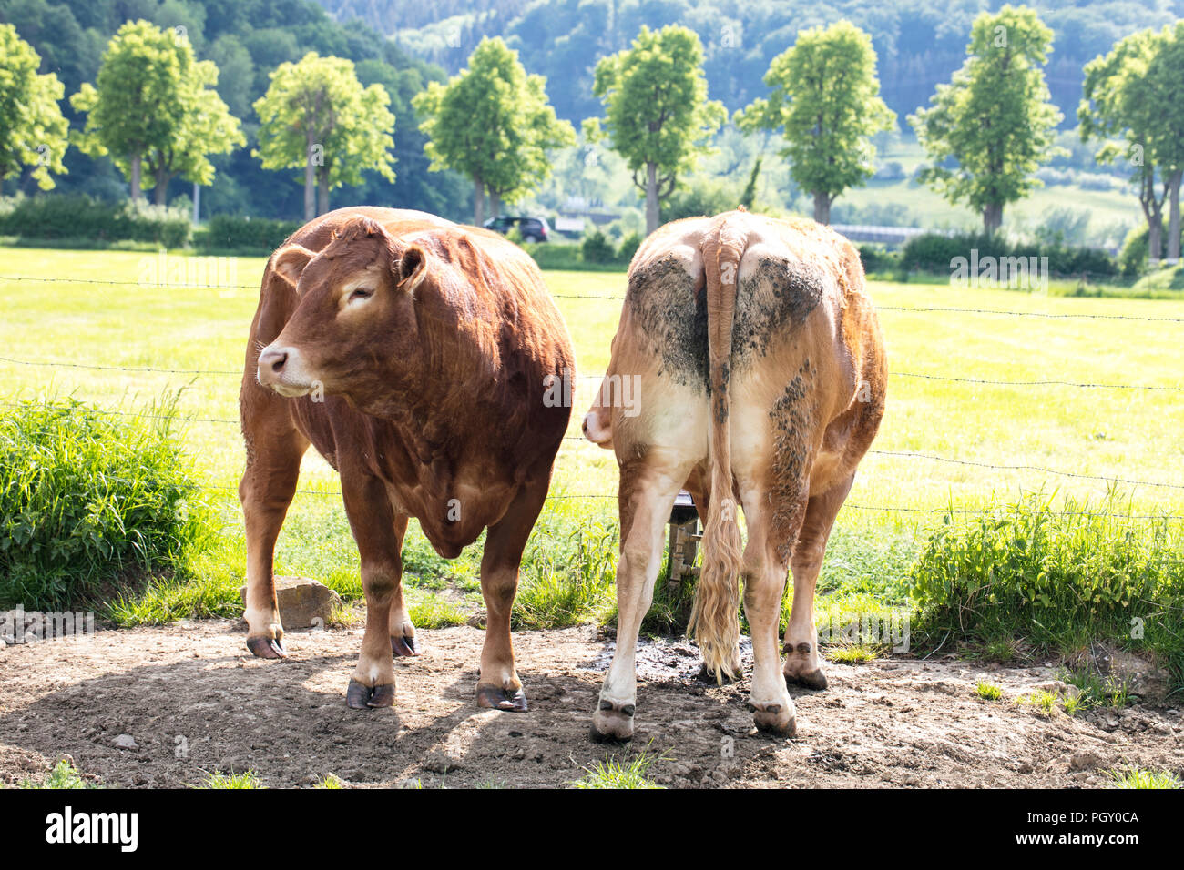 red cows, one turned back Stock Photo - Alamy
