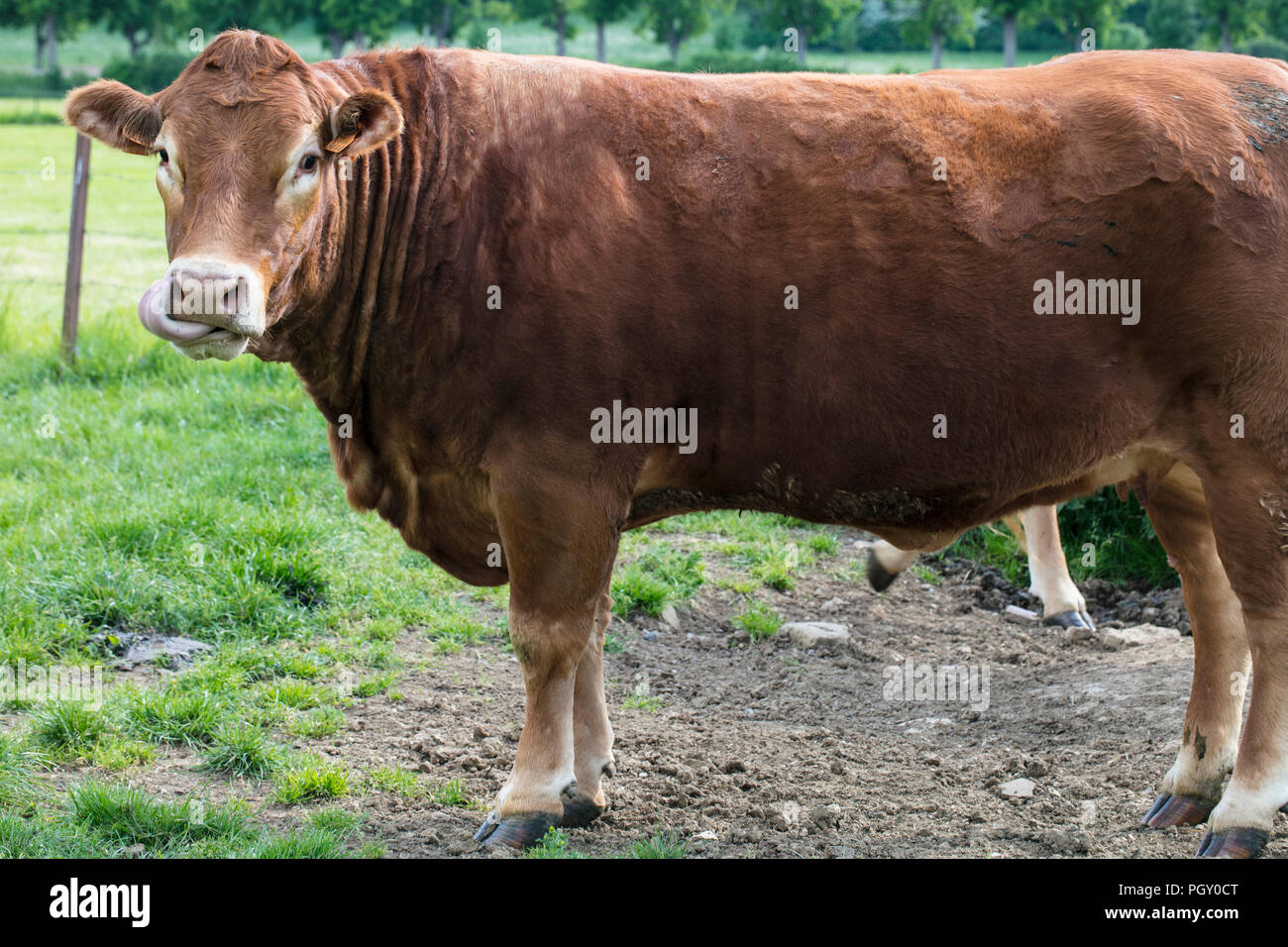 The red cow licks tongue Stock Photo - Alamy