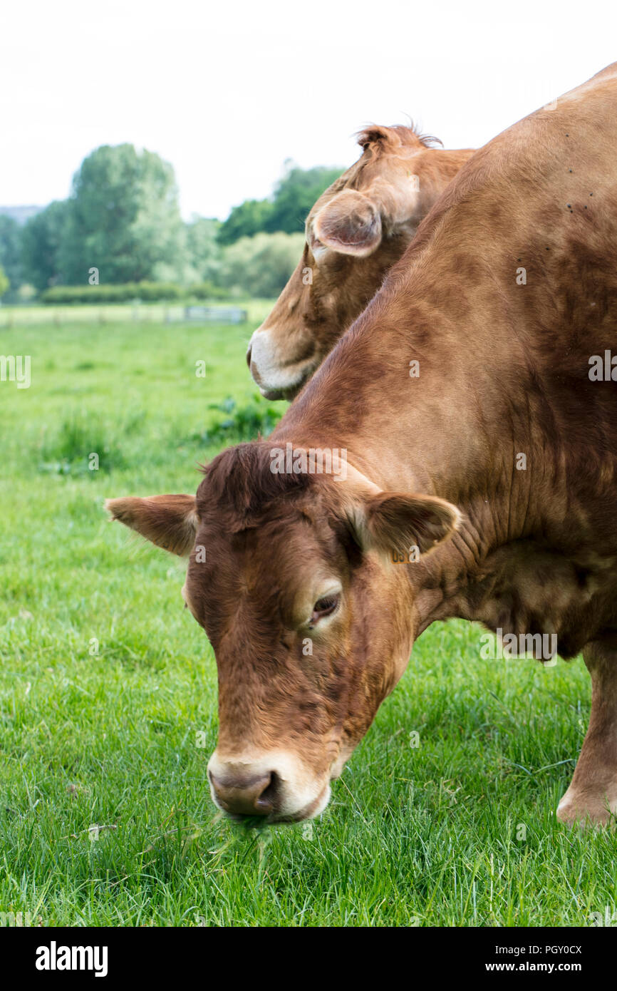 The red cow in the pasture is eating grass Stock Photo - Alamy