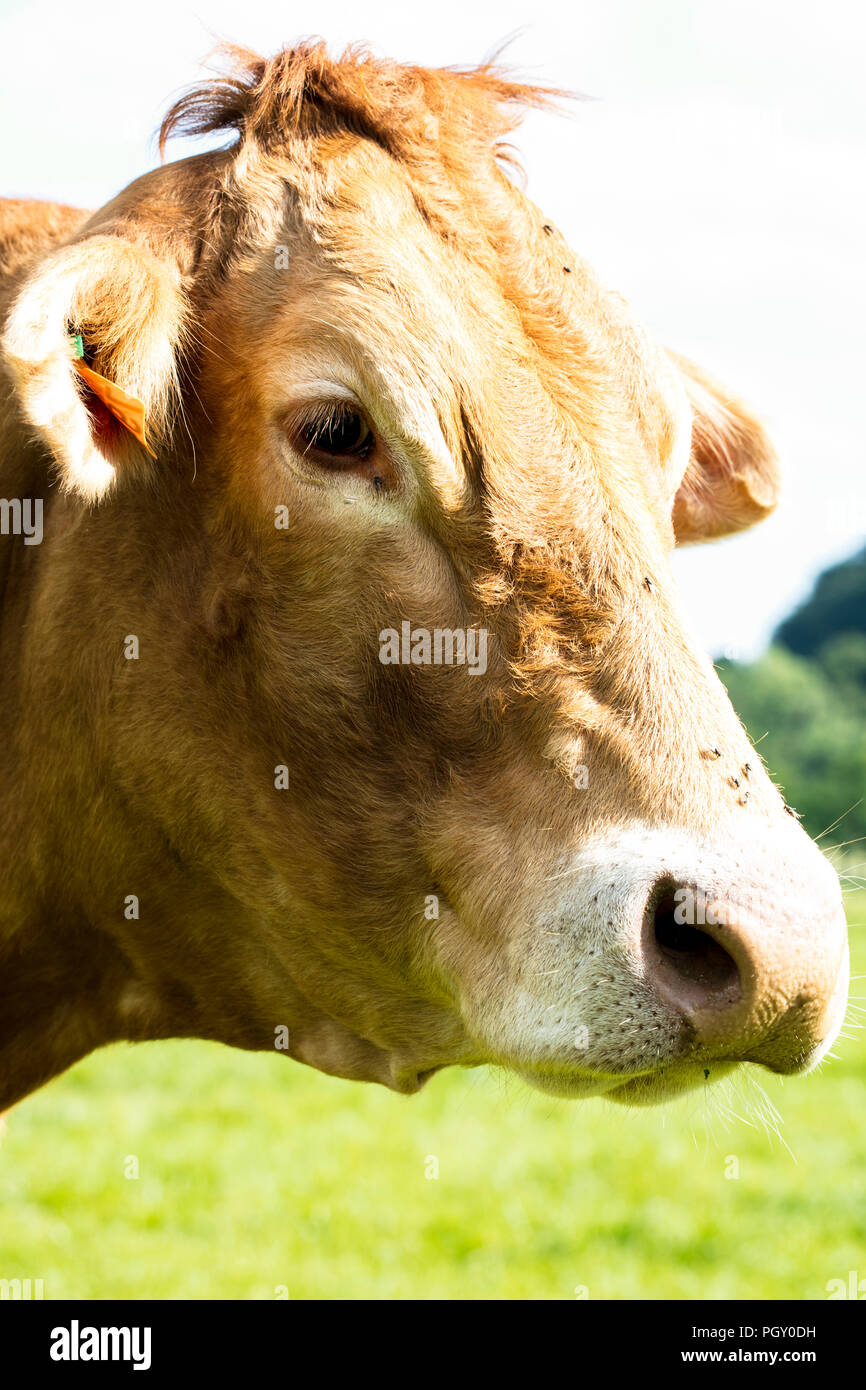 portrait of a red cow, close up Stock Photo - Alamy