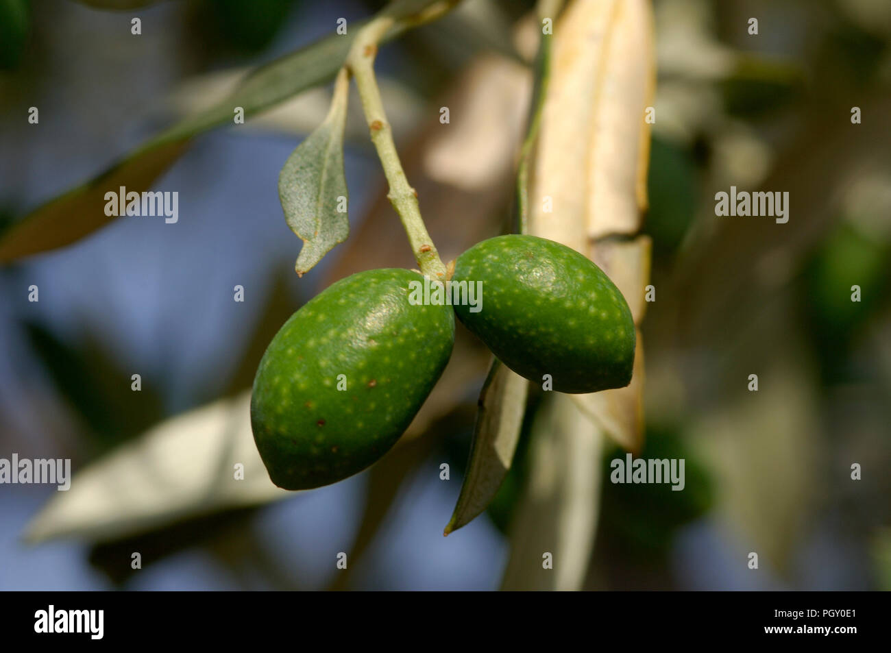 Olive tree (Olea europaea) - Branch with fruits - Southern France ...