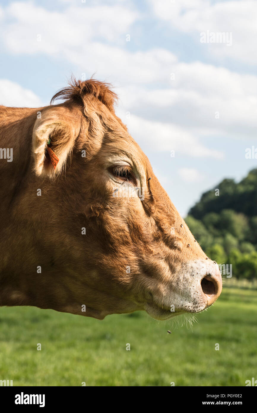 the head of the red cow as seen by the profile Stock Photo - Alamy