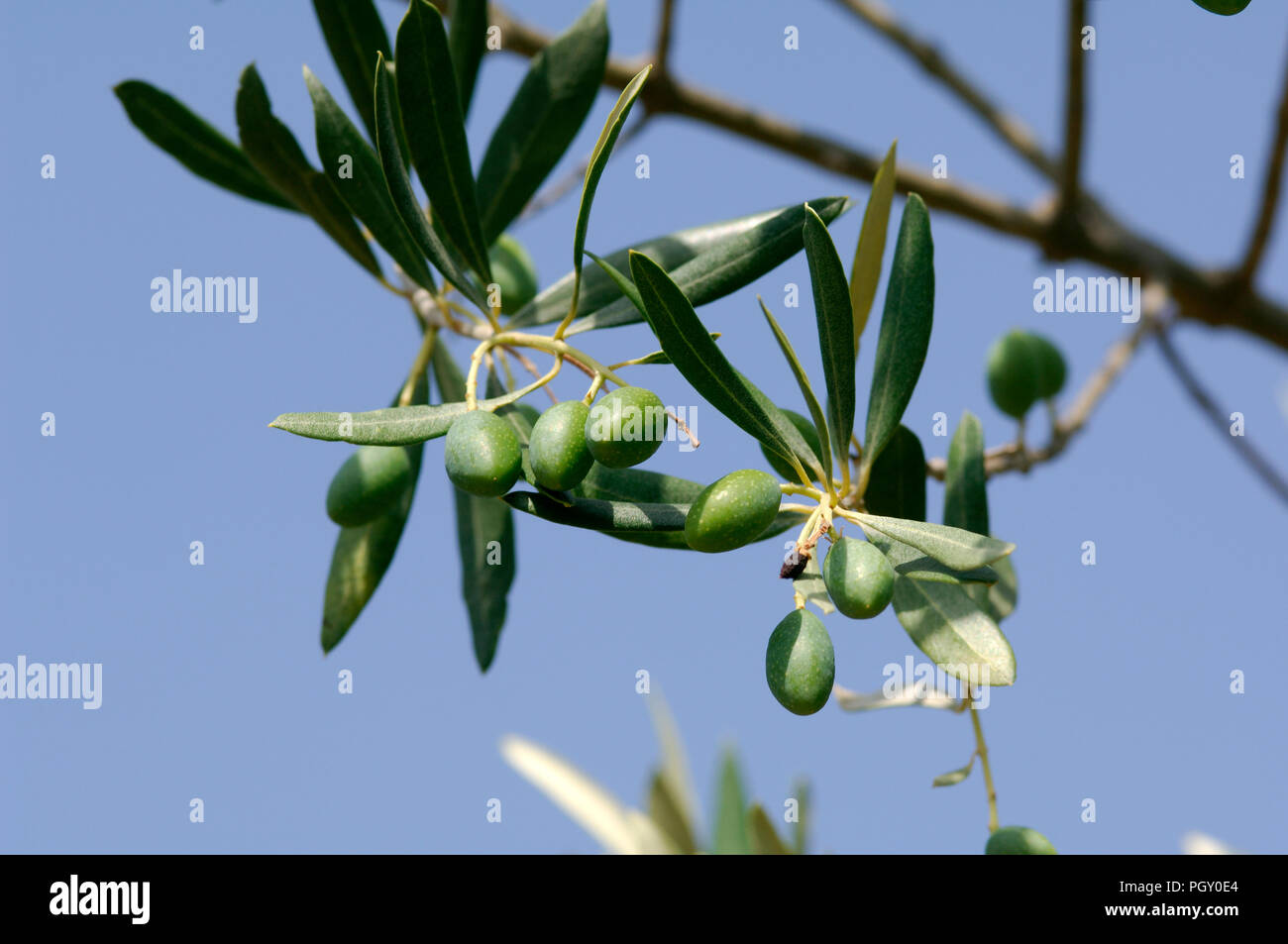 Olive tree (Olea europaea) - Branch with fruits - Southern France ...