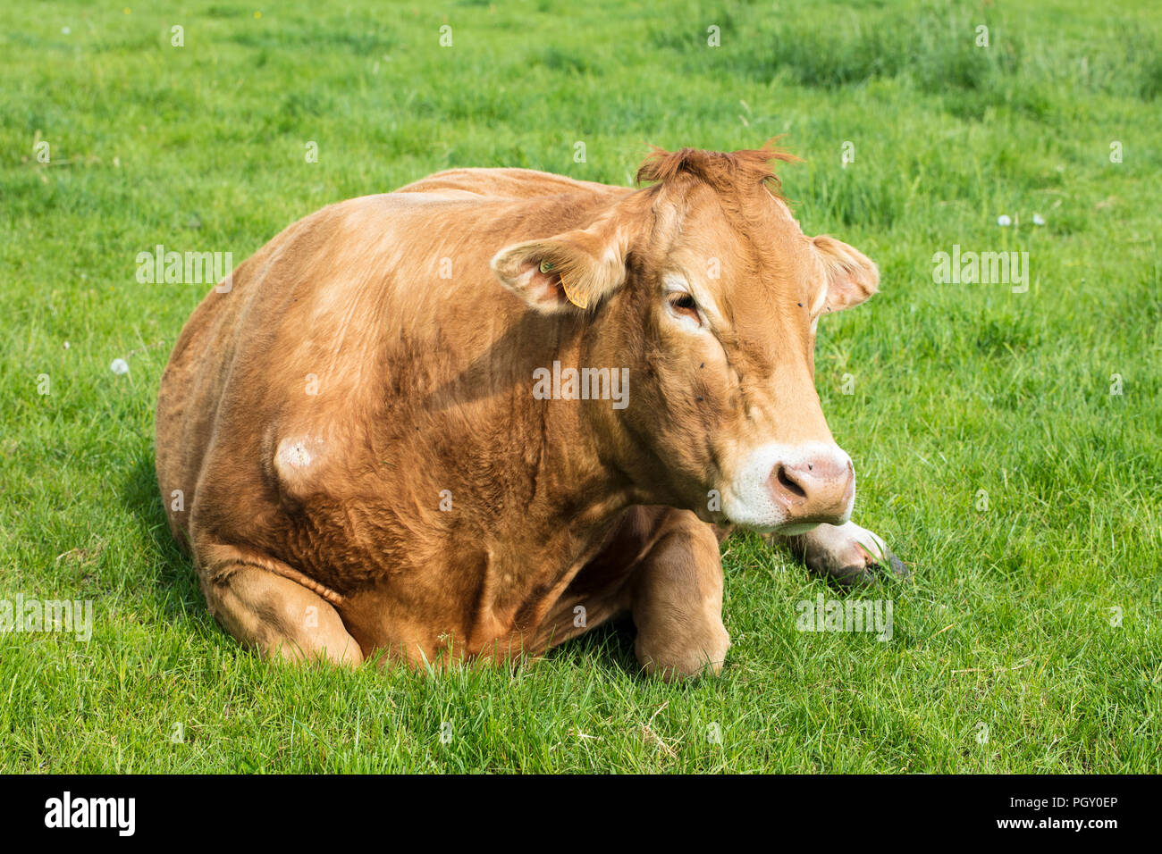 The red cow lies on the grass Stock Photo - Alamy